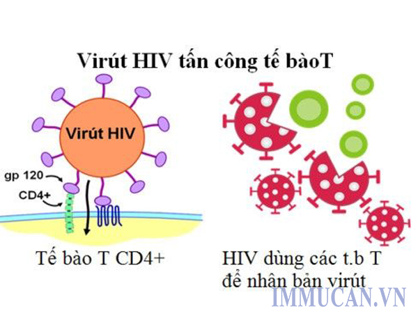 Liệu pháp miễn dịch tự nhiên: Tự tiêu diệt, kiểm soát ung thư - IMMUCAN