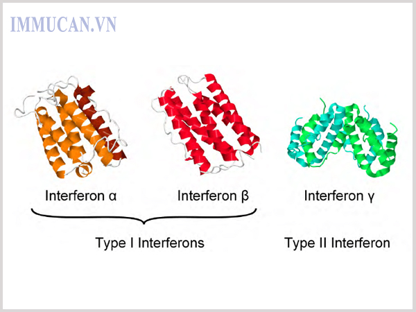 Thuốc tăng cường hệ miễn dịch cho người lớn: TOP 4 loại - IMMUCAN